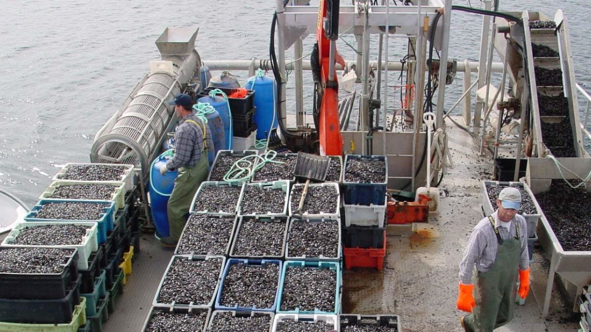 Mussels, Blue | Mytilus edulis | Seafood from Canada