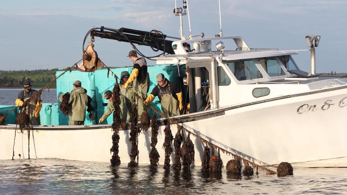 Mussels, Blue | Mytilus edulis | Seafood from Canada