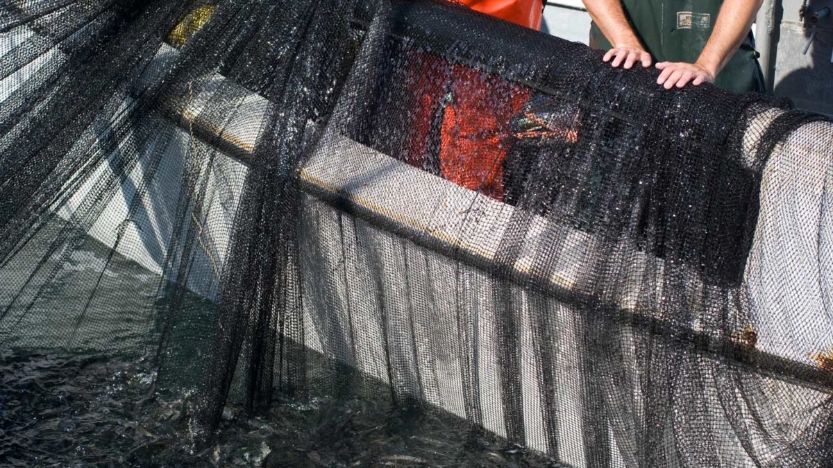 Herring, Atlantic | Clupea harengus | Seafood from Canada