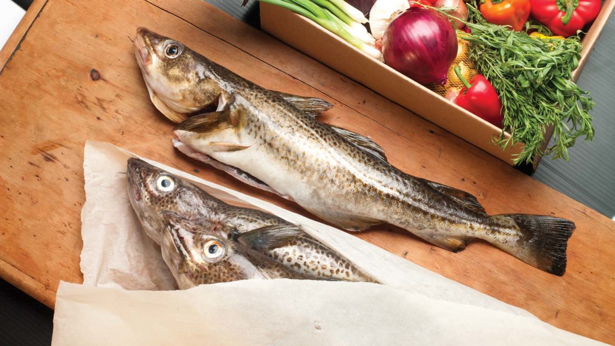 Cod, Atlantic | Gadus Morhua | Seafood from Canada