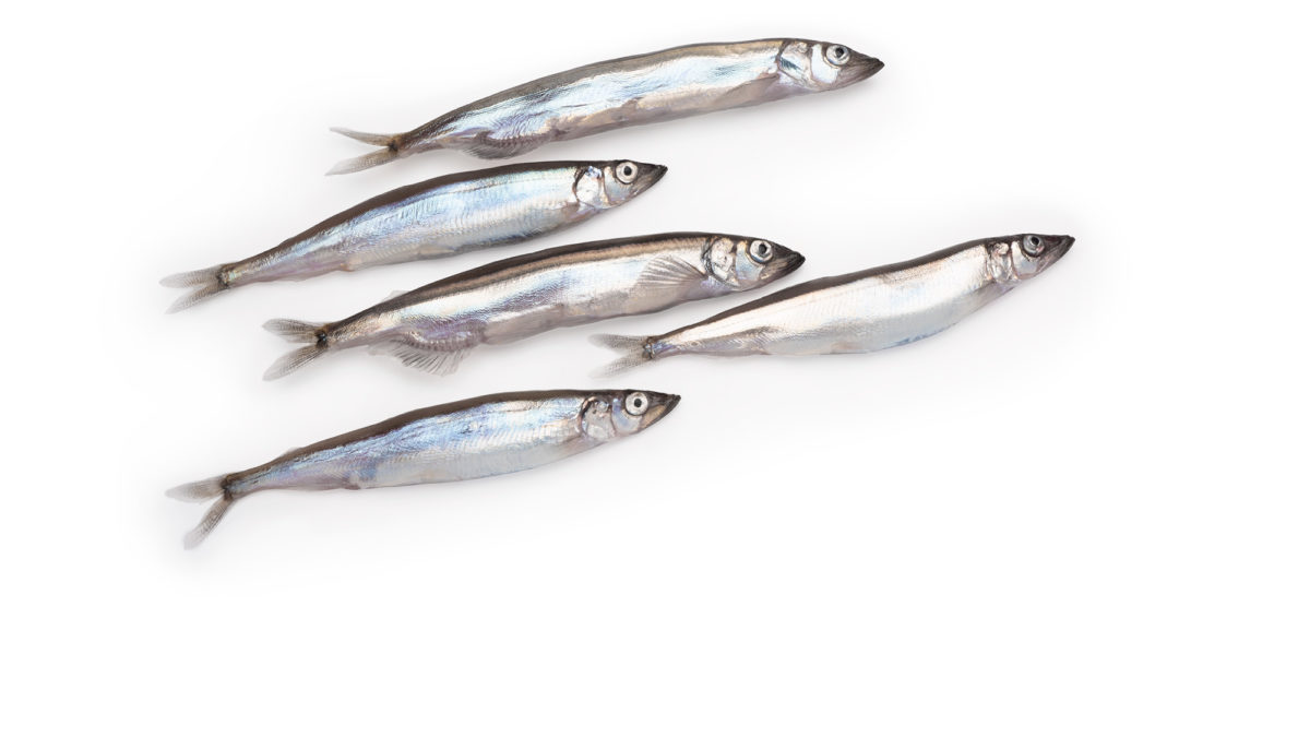 Capelin | Mallotus villosus | Seafood from Canada