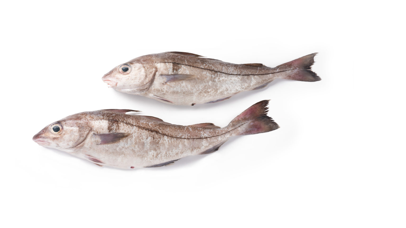 Aiglefin | Seafood from Canada