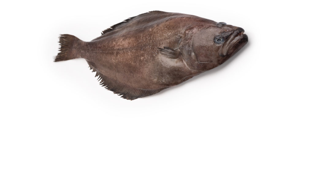 Flétan, du Groenland (Turbot) | Seafood from Canada
