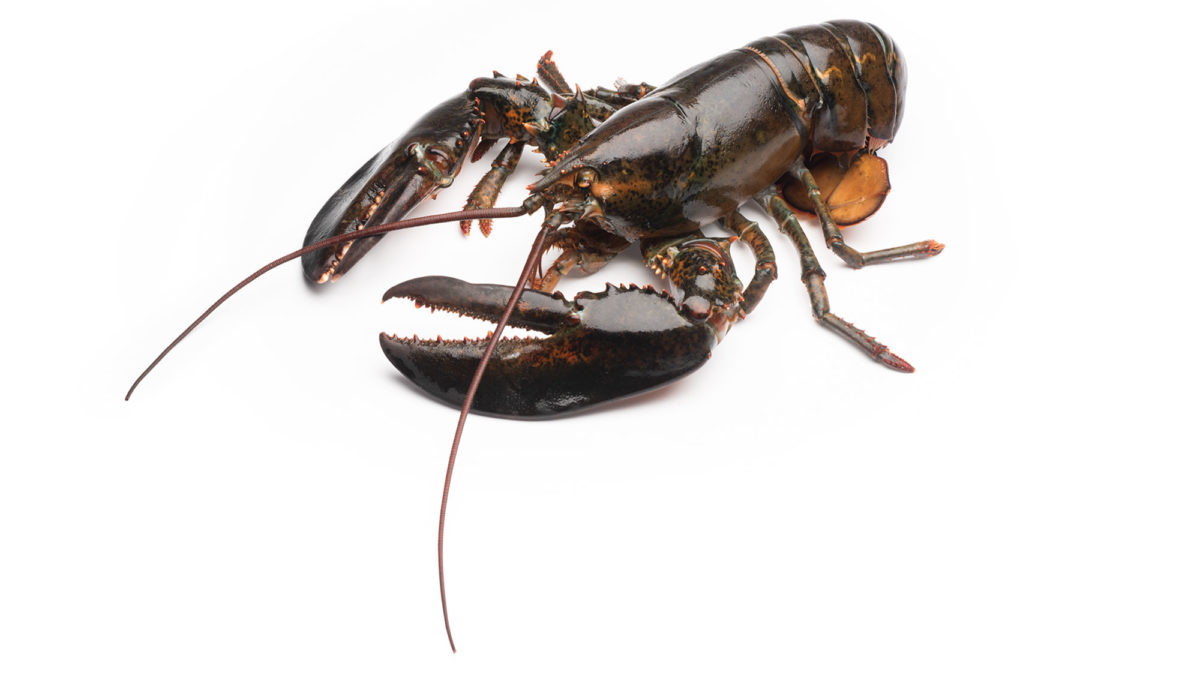 Homard | Seafood from Canada