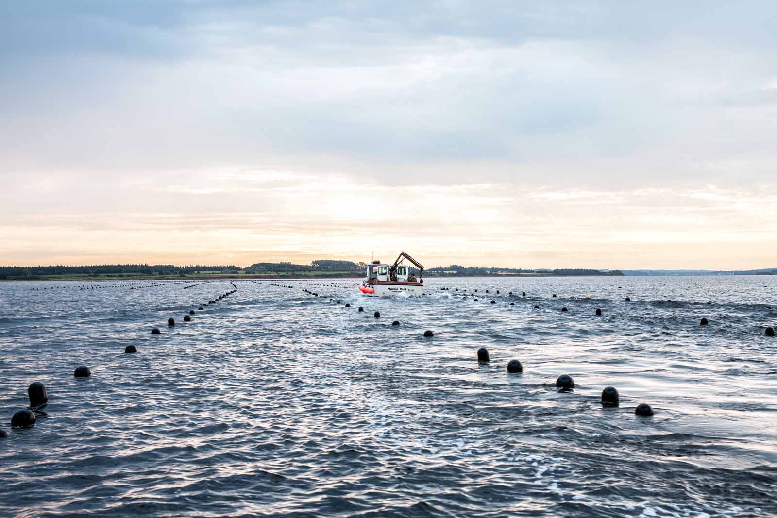 Mussels, Blue | Mytilus edulis | Seafood from Canada