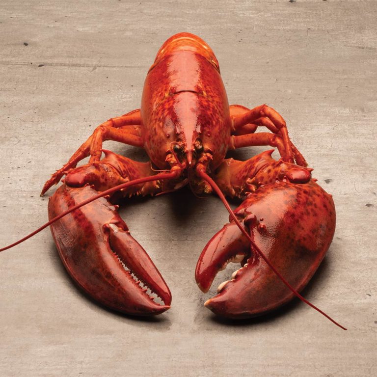 Lobster | Homarus americanus | Seafood from Canada